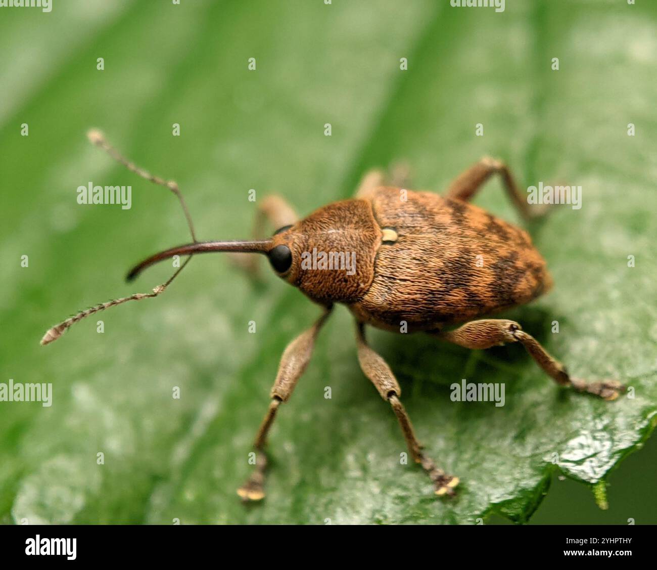acorn weevil (Curculio glandium Stock Photo - Alamy