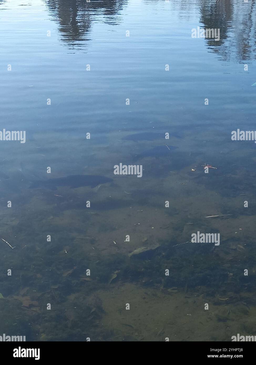 Streaked Prochilod (Prochilodus lineatus Stock Photo - Alamy