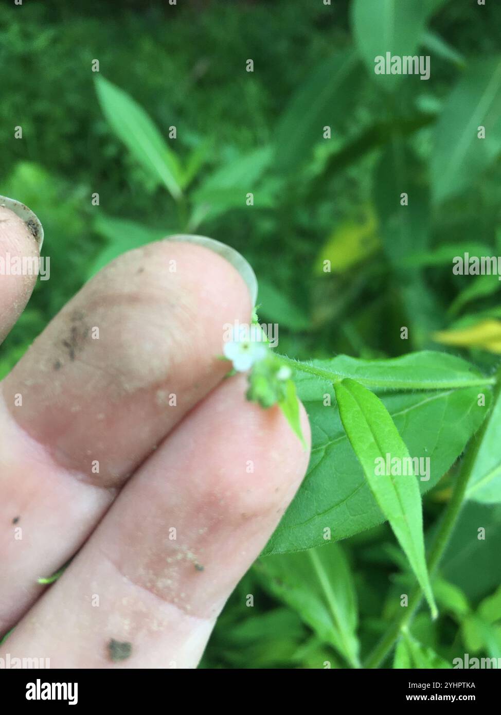 virginia stickseed (Hackelia virginiana Stock Photo - Alamy