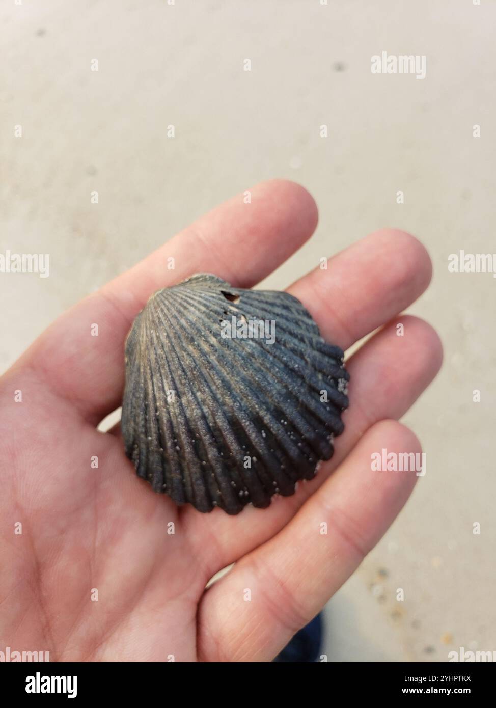 Atlantic Bay Scallop (Argopecten irradians Stock Photo - Alamy