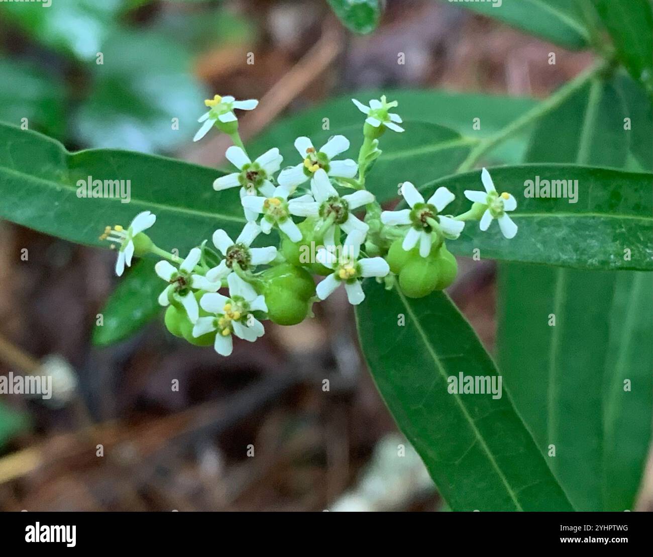 False Flowering Spurge (Euphorbia pubentissima Stock Photo - Alamy