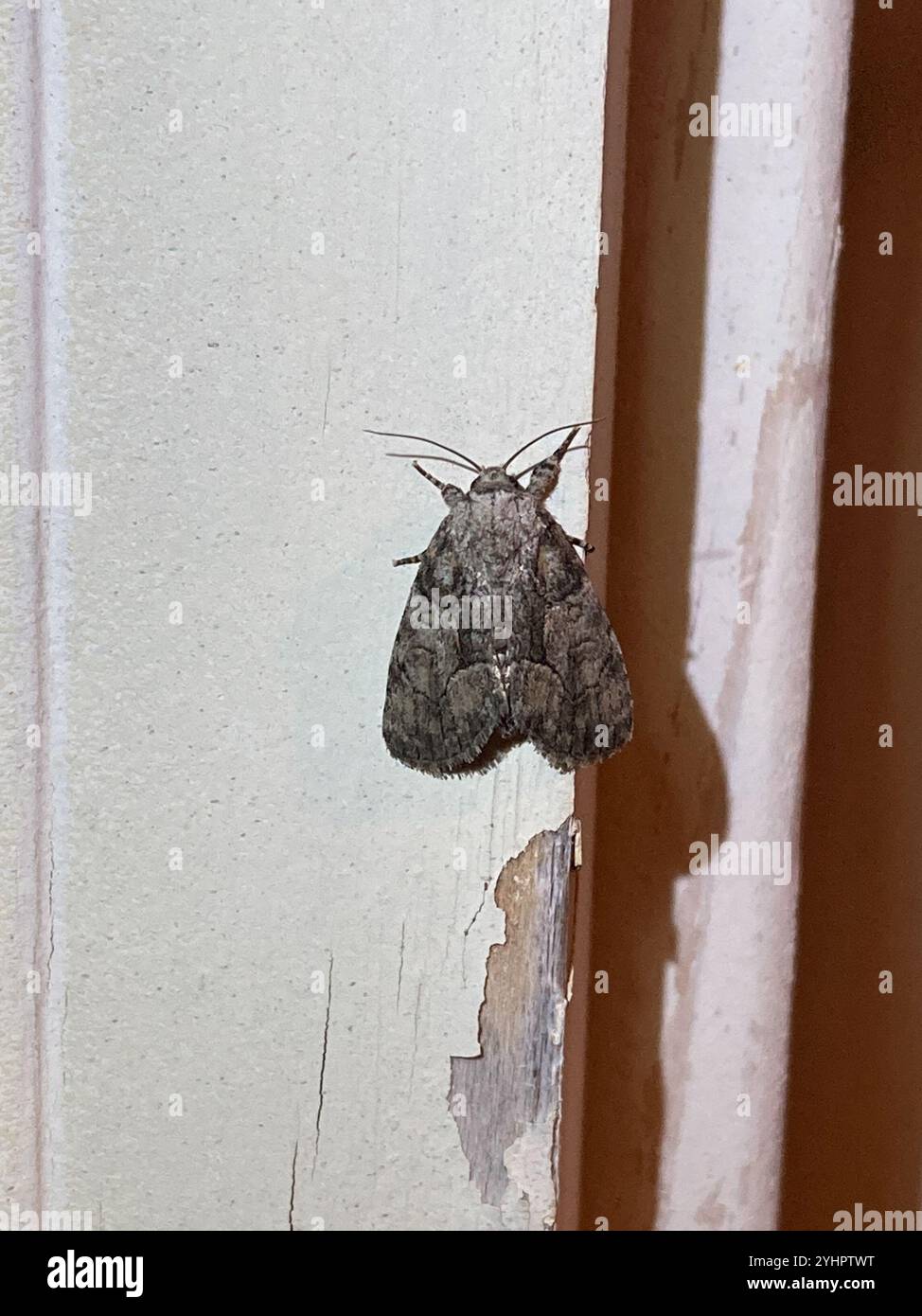 Brother Moth (Raphia frater Stock Photo - Alamy