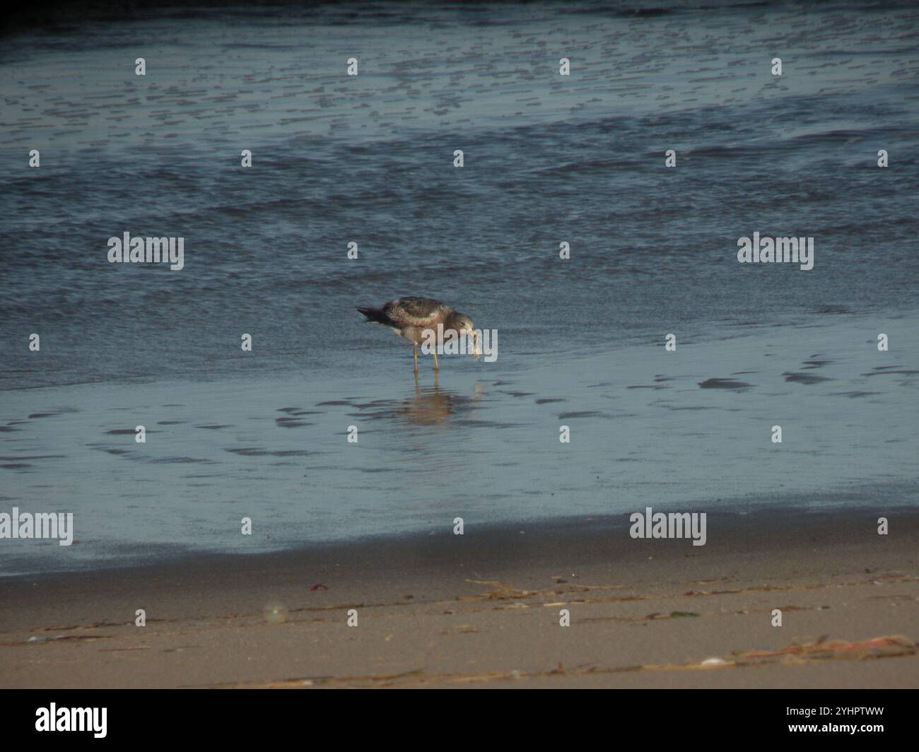 Olrog's Gull (Larus atlanticus Stock Photo - Alamy
