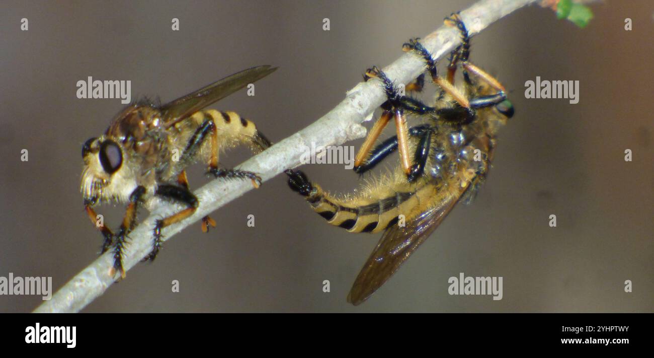 Red footed cannibal fly hi-res stock photography and images - Alamy