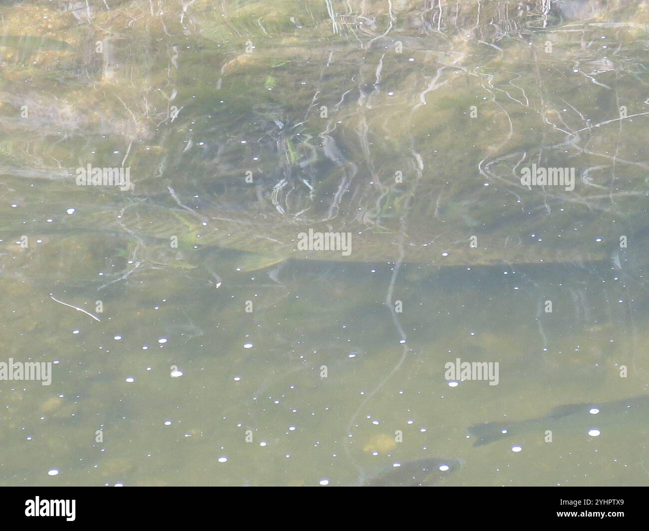 Florida Gar (Lepisosteus platyrhincus Stock Photo - Alamy