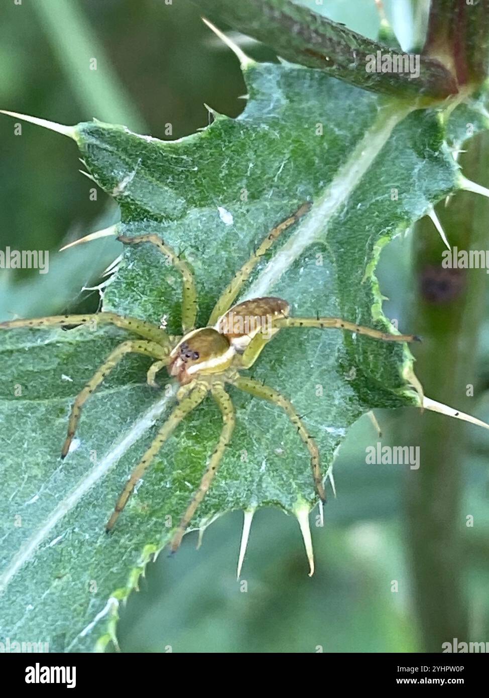 Raft Spider (Dolomedes fimbriatus Stock Photo - Alamy