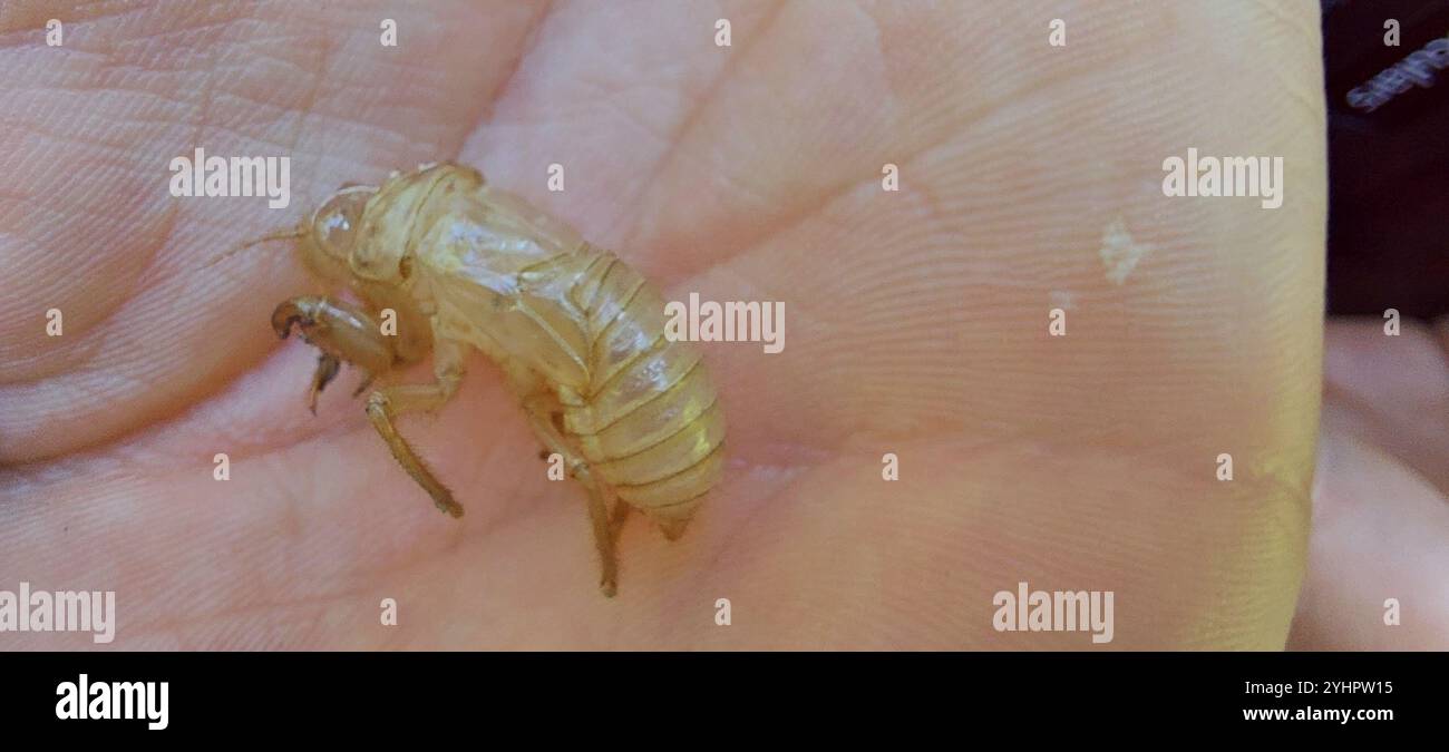 Ash Cicada (Cicada orni Stock Photo - Alamy