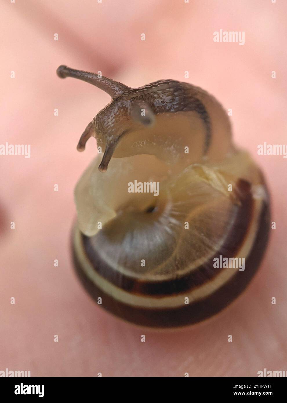 White-lipped Snail (Cepaea hortensis Stock Photo - Alamy