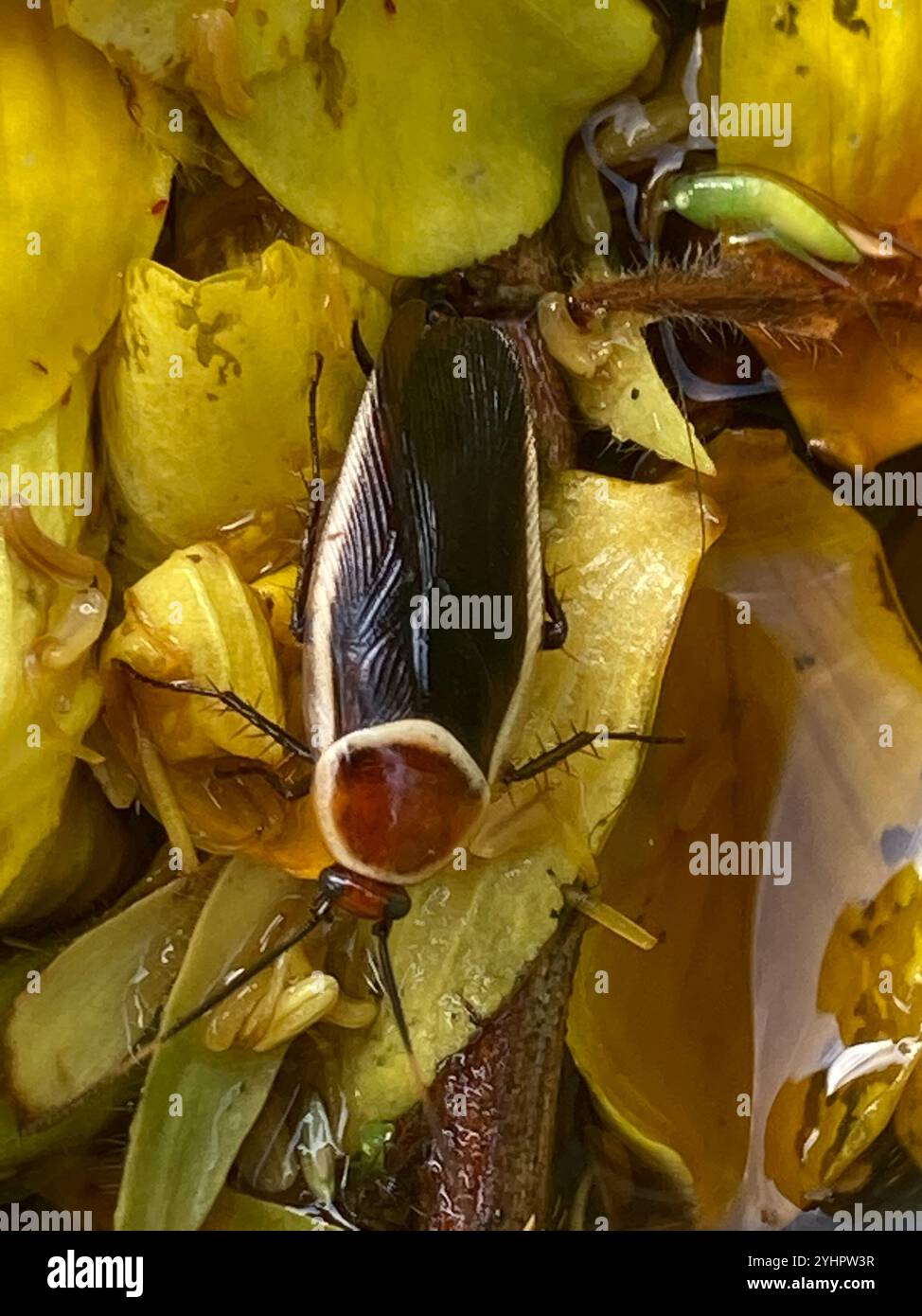 Pale bordered field cockroach hi-res stock photography and images - Alamy