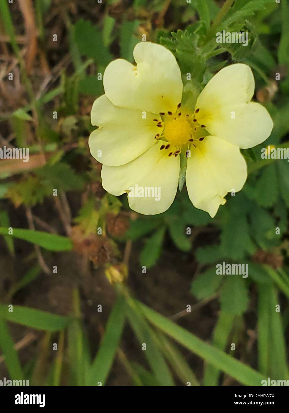 sulphur cinquefoil (Potentilla recta Stock Photo - Alamy