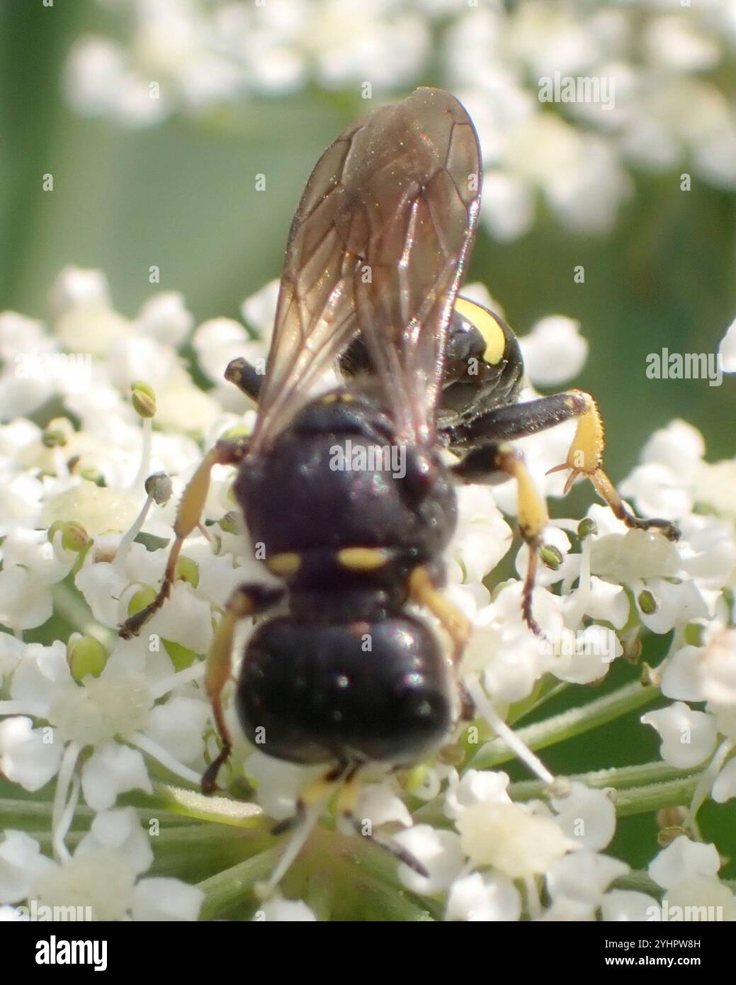 Common Ectemnius (Ectemnius continuus Stock Photo - Alamy