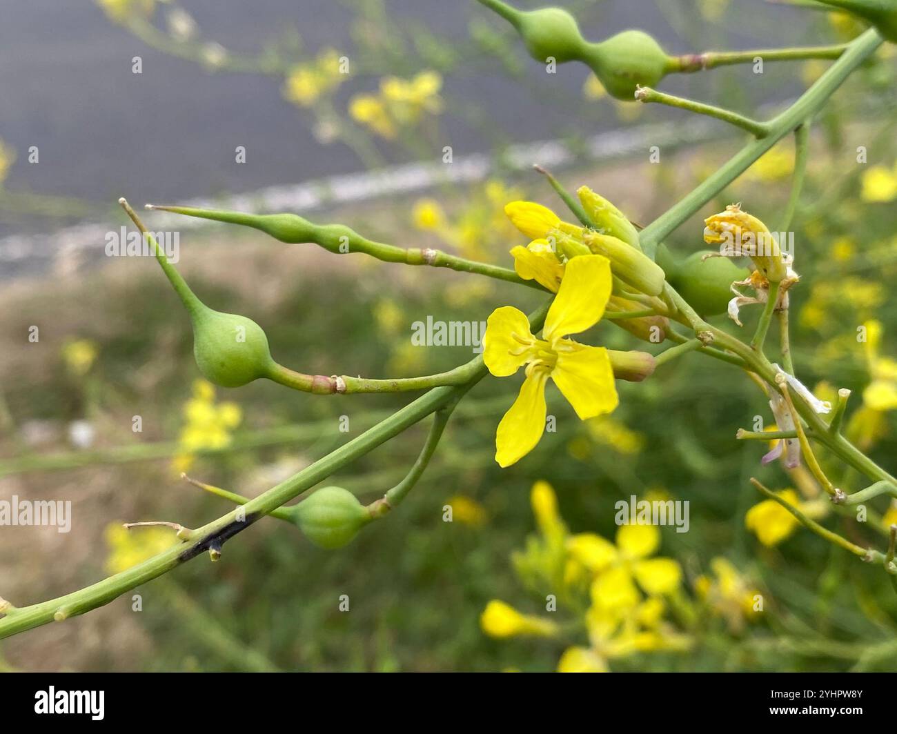 Mediterranean Radish (Raphanus raphanistrum landra Stock Photo - Alamy