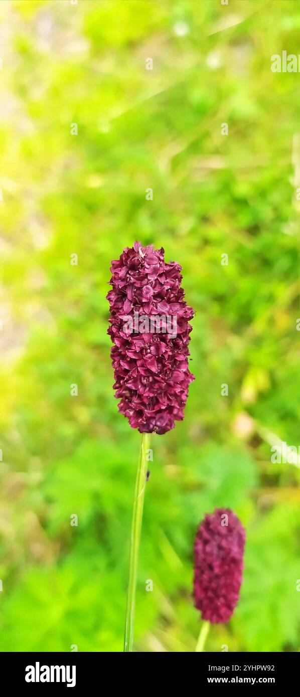 Great burnet (Sanguisorba officinalis Stock Photo - Alamy