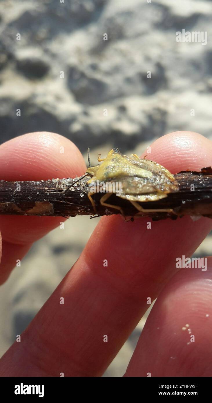 northern fruit bug (Carpocoris fuscispinus Stock Photo - Alamy