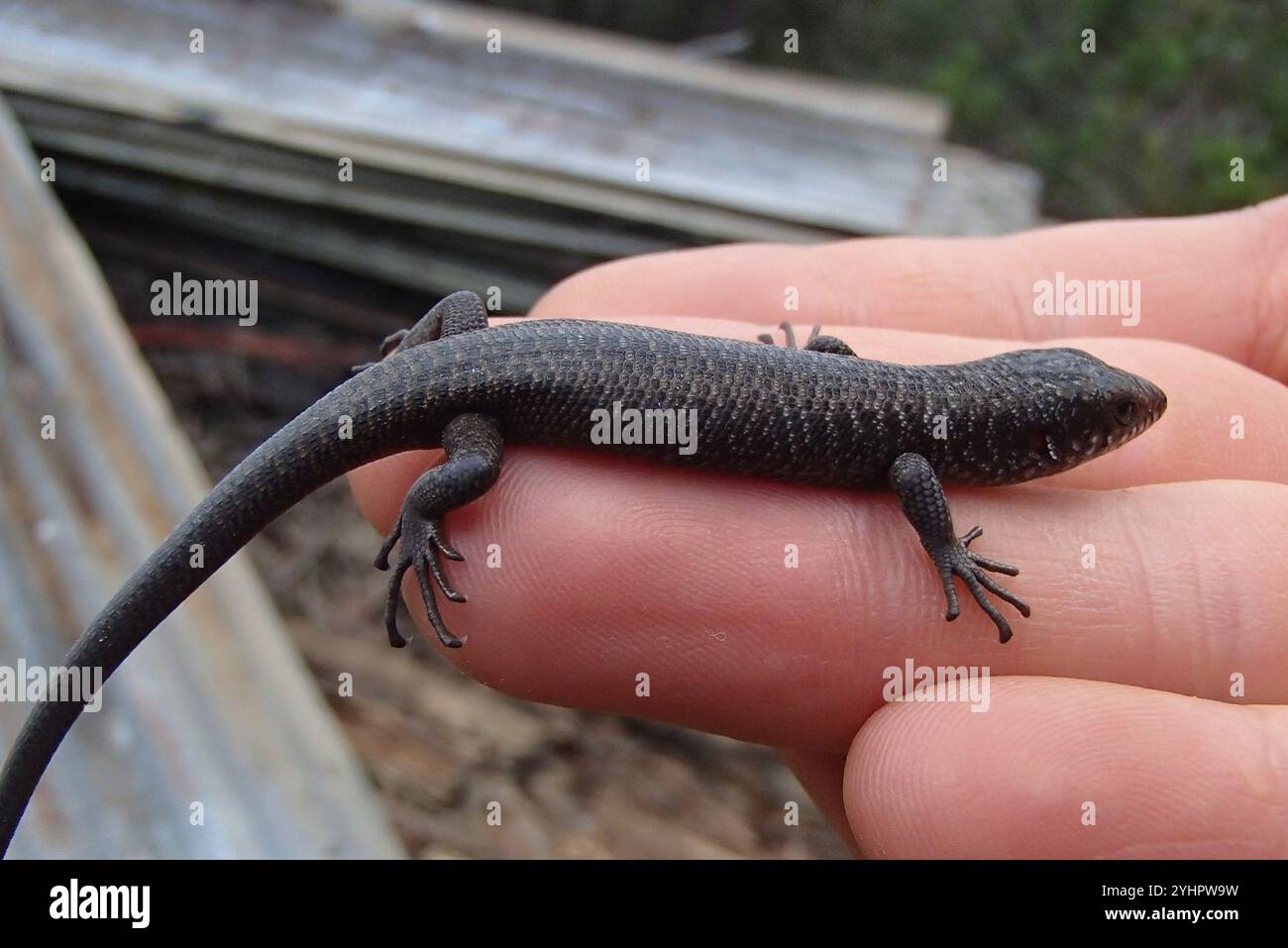 Black Rock Skink (Egernia saxatilis Stock Photo - Alamy