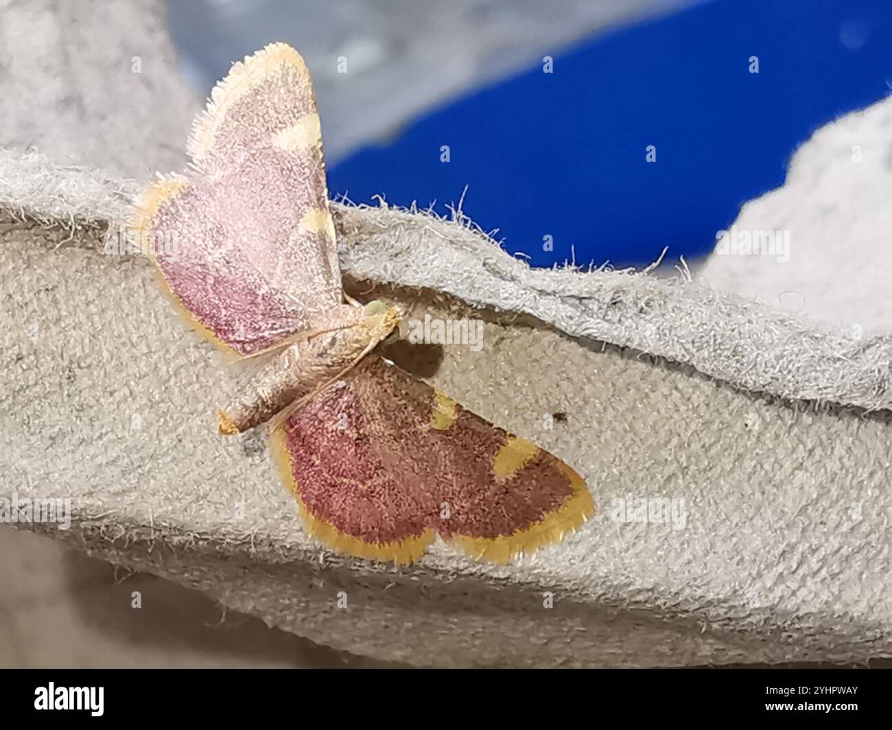 Clover Hayworm Moth (Hypsopygia costalis Stock Photo - Alamy
