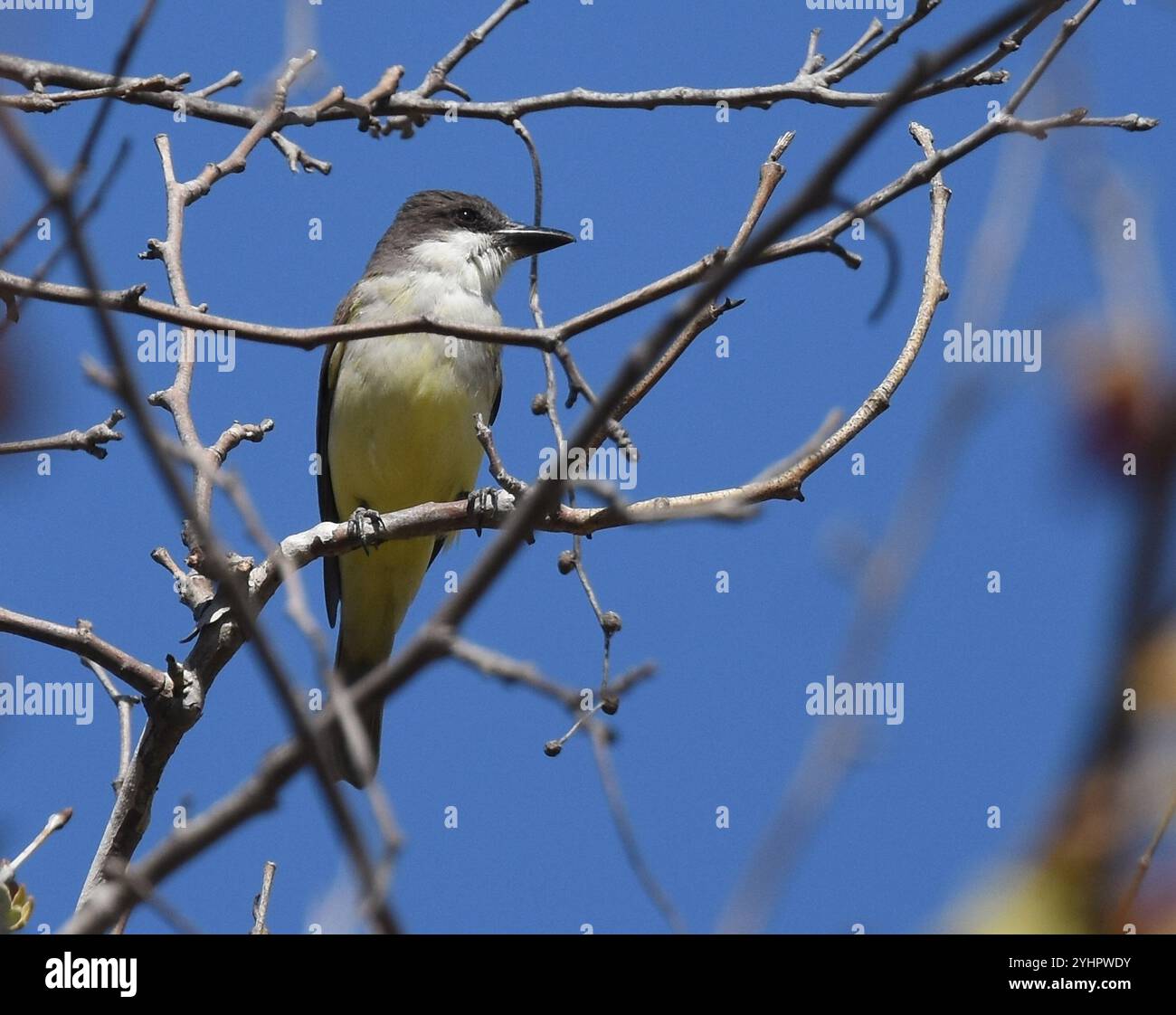Thick-billed Kingbird (Tyrannus crassirostris Stock Photo - Alamy