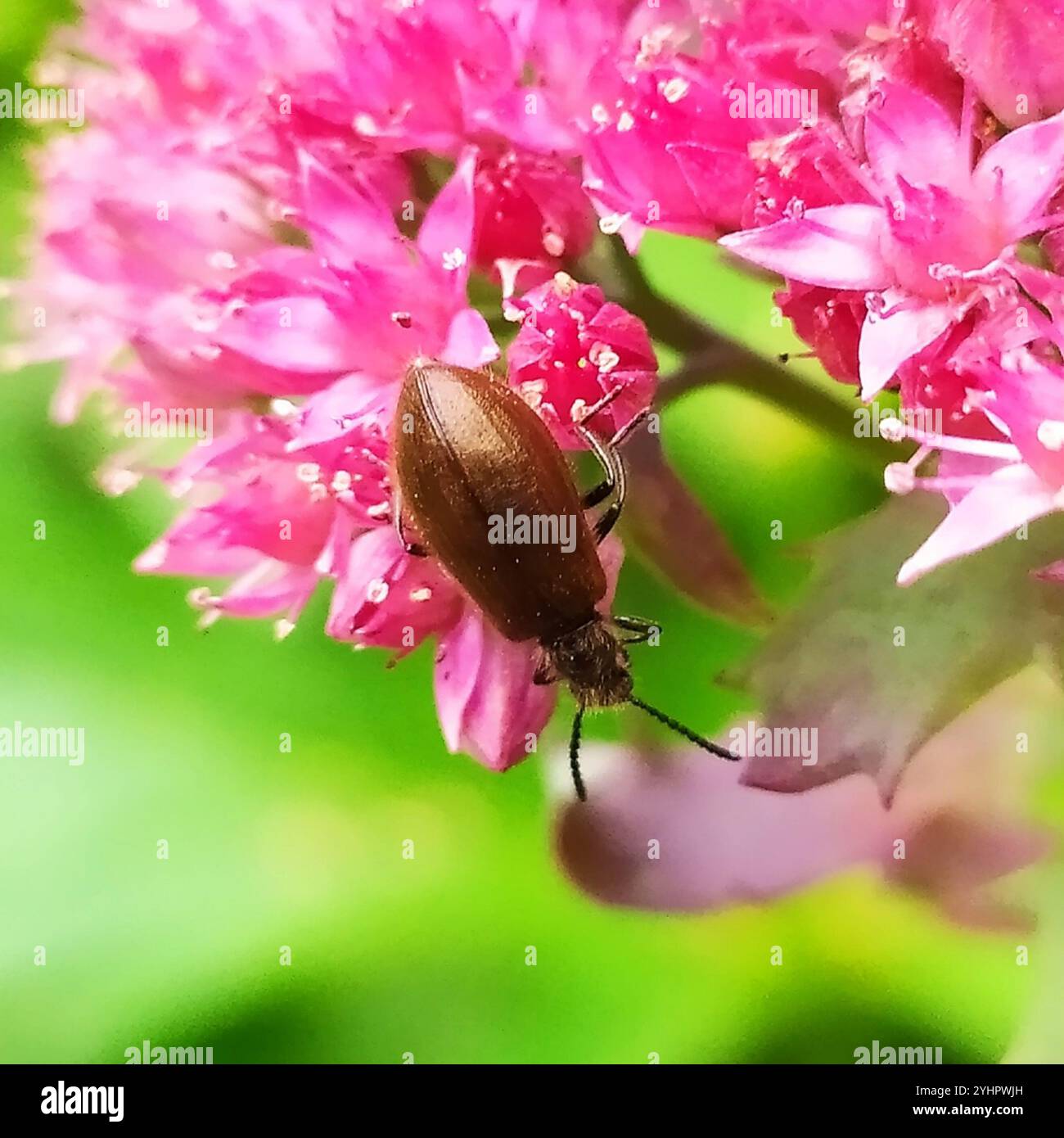Rough-haired Lagria Beetle (Lagria hirta Stock Photo - Alamy