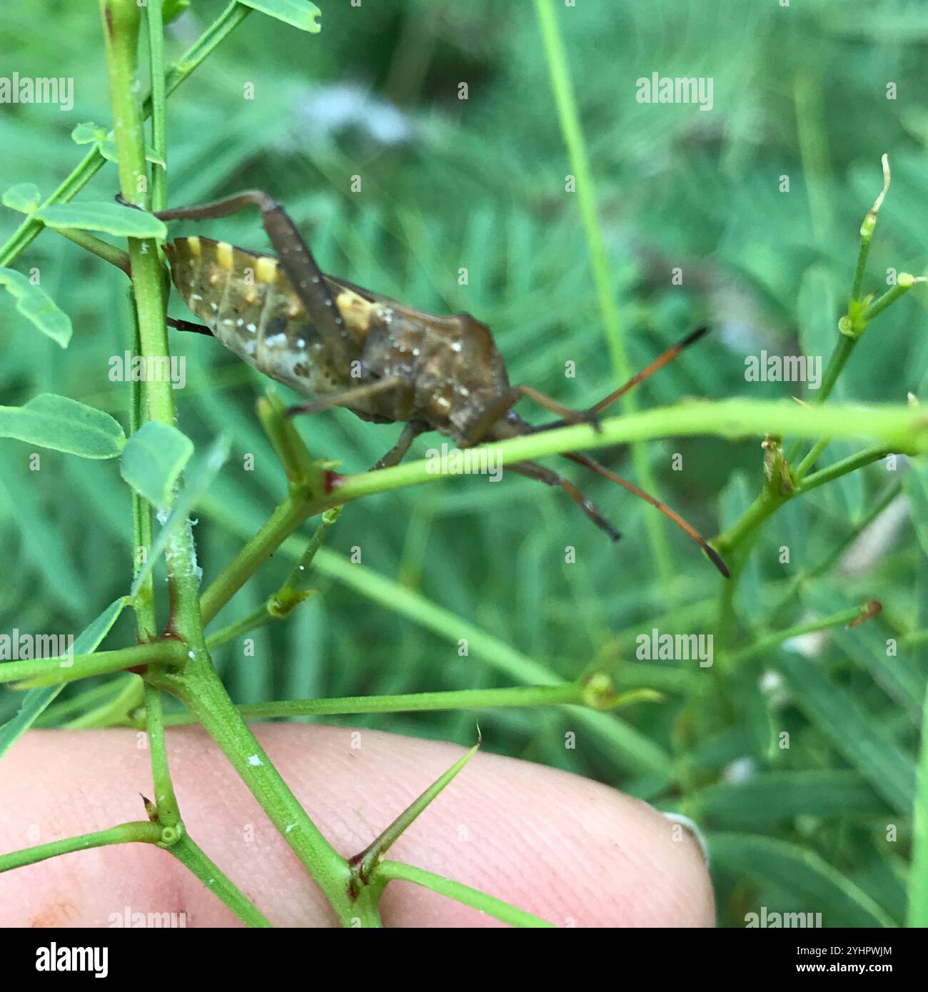 Mozena hi-res stock photography and images - Alamy