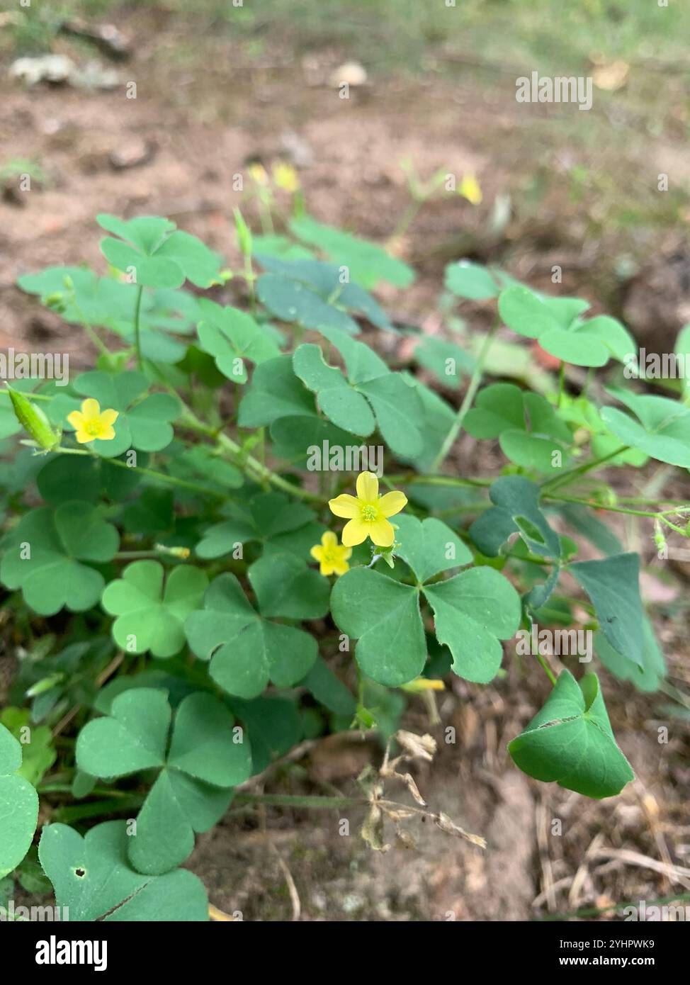 upright yellow woodsorrel (Oxalis stricta Stock Photo - Alamy