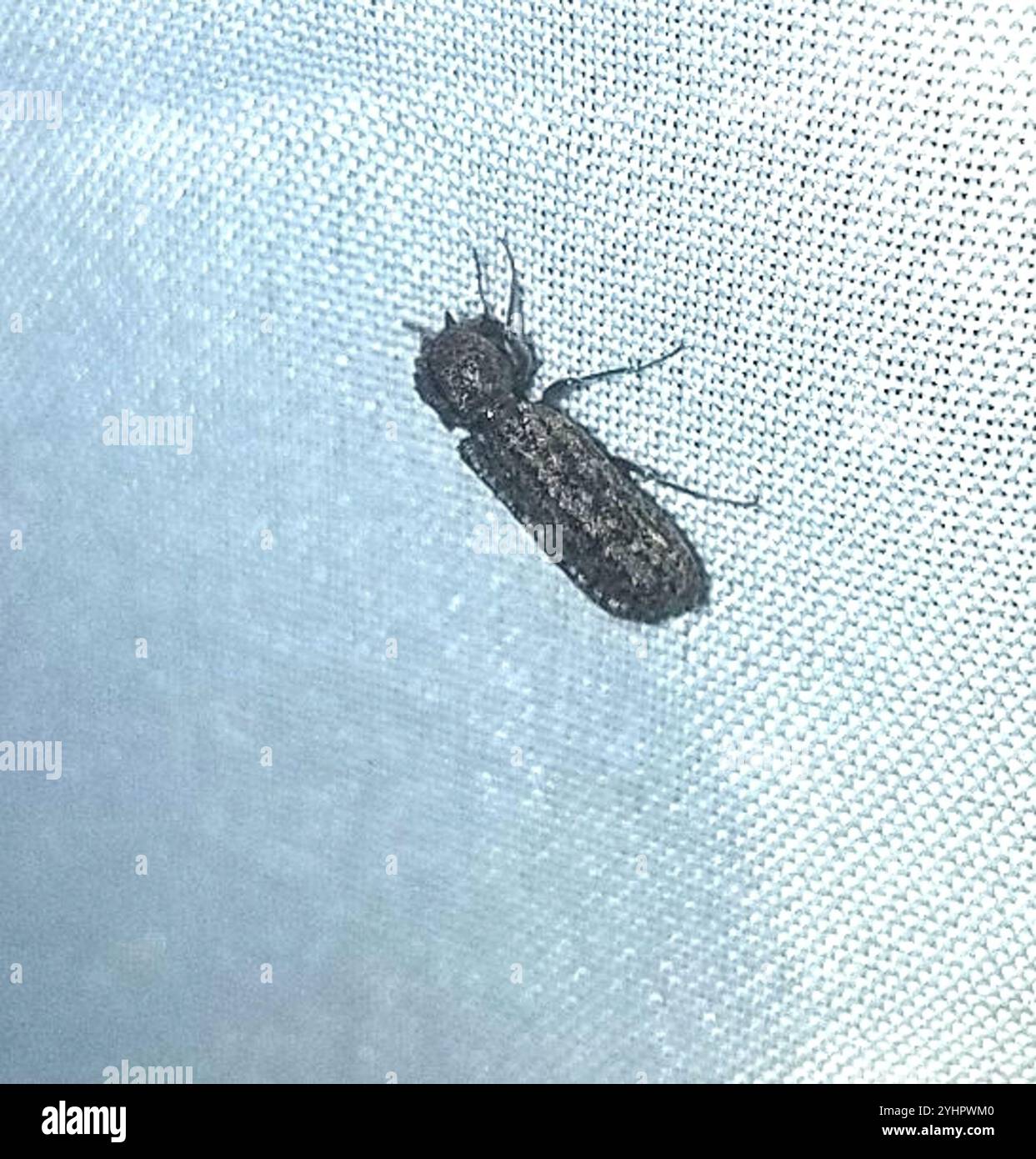 Two-horned Powder-post Beetle (Lichenophanes bicornis Stock Photo - Alamy