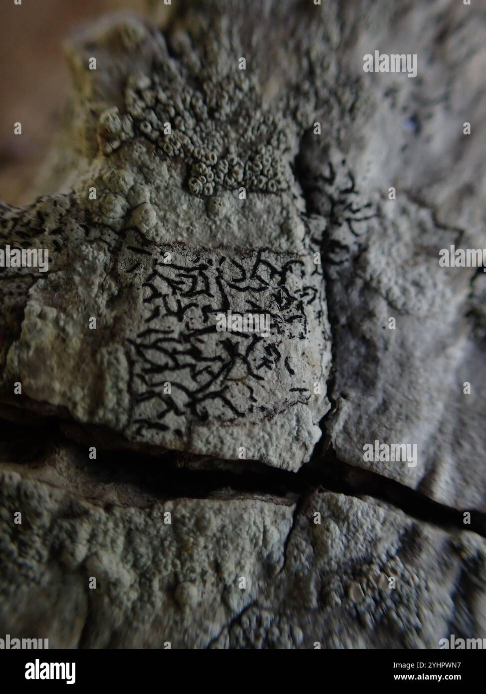 Common Script Lichen (Graphis scripta Stock Photo - Alamy