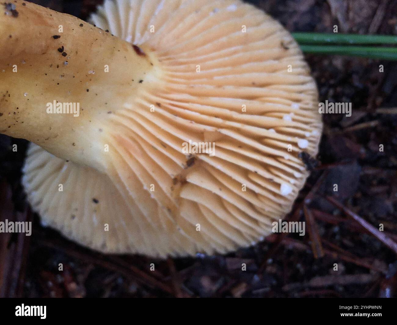 hygrophorus milkcap (Lactifluus hygrophoroides Stock Photo - Alamy