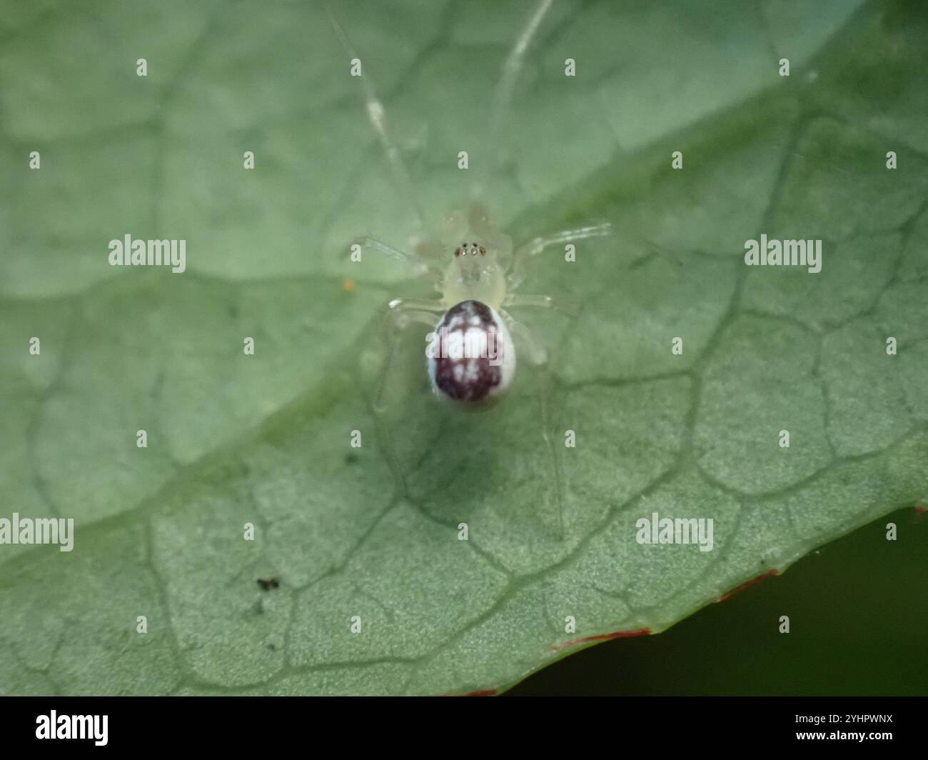 Comb-footed Spiders (Theridiidae Stock Photo - Alamy