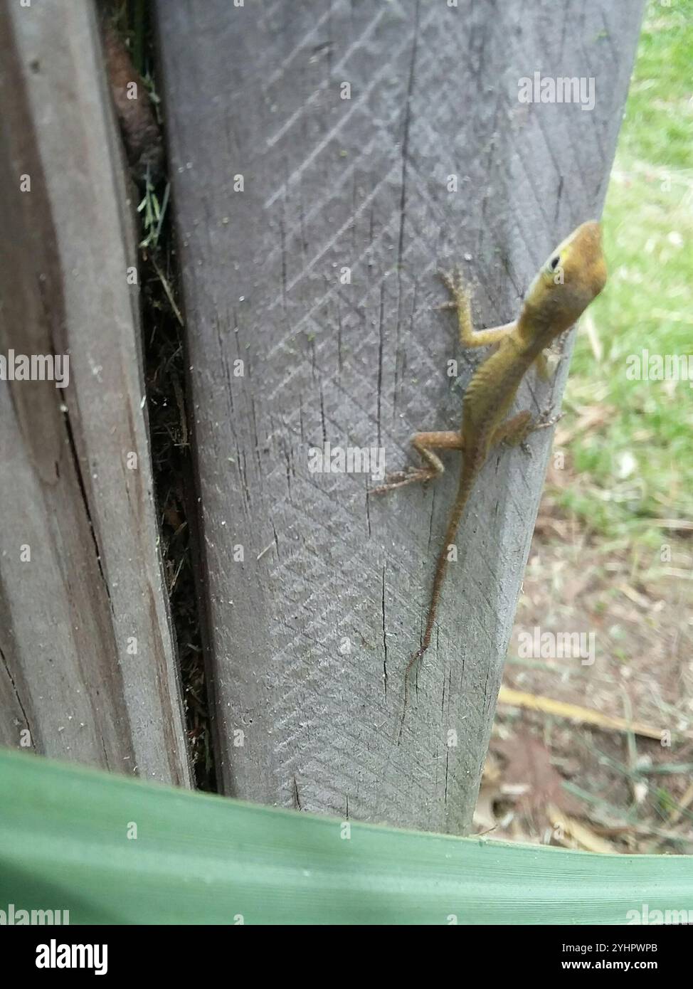 Green Anole (Anolis carolinensis Stock Photo - Alamy