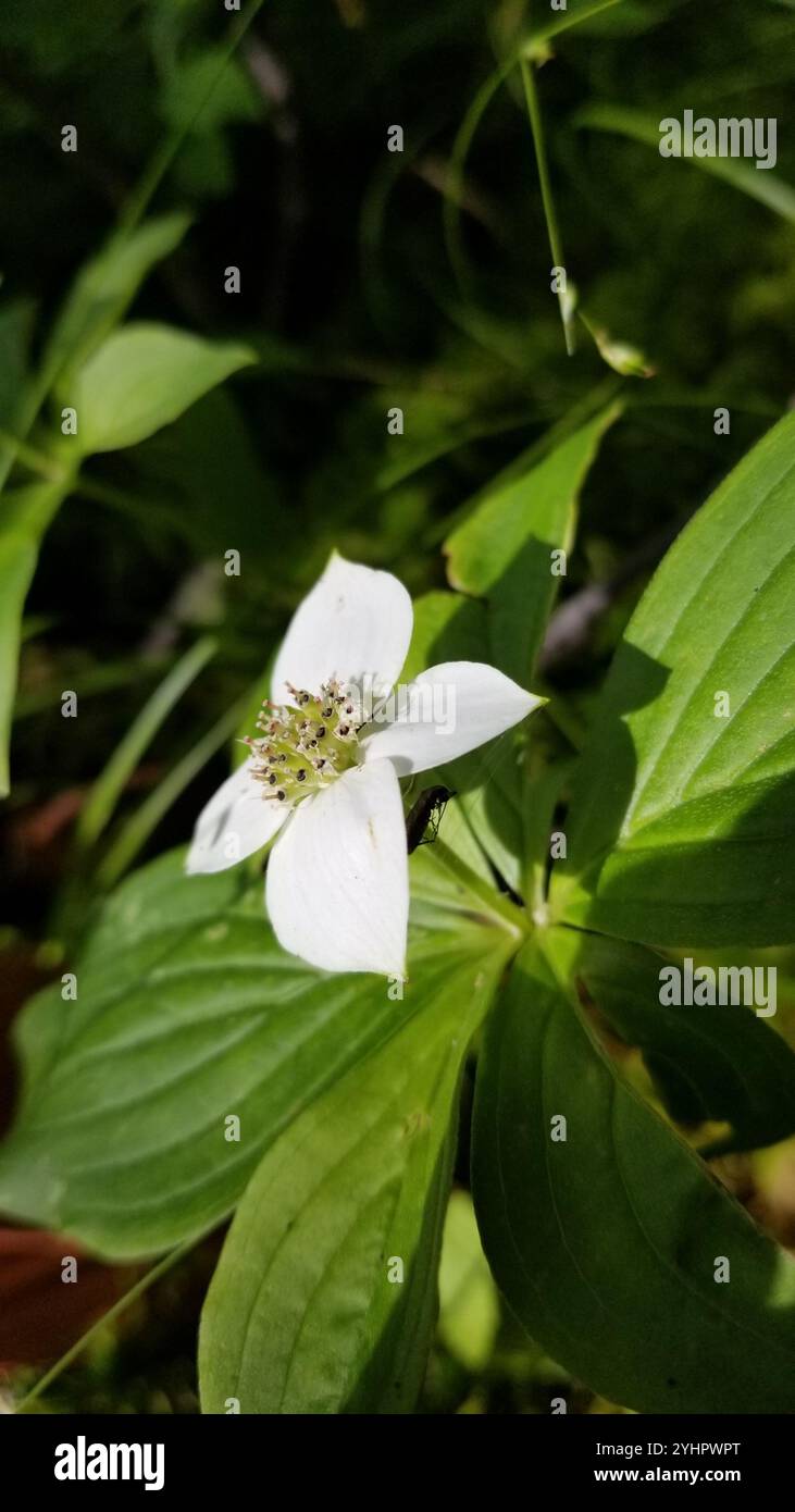 Canadian bunchberry (Cornus canadensis Stock Photo - Alamy