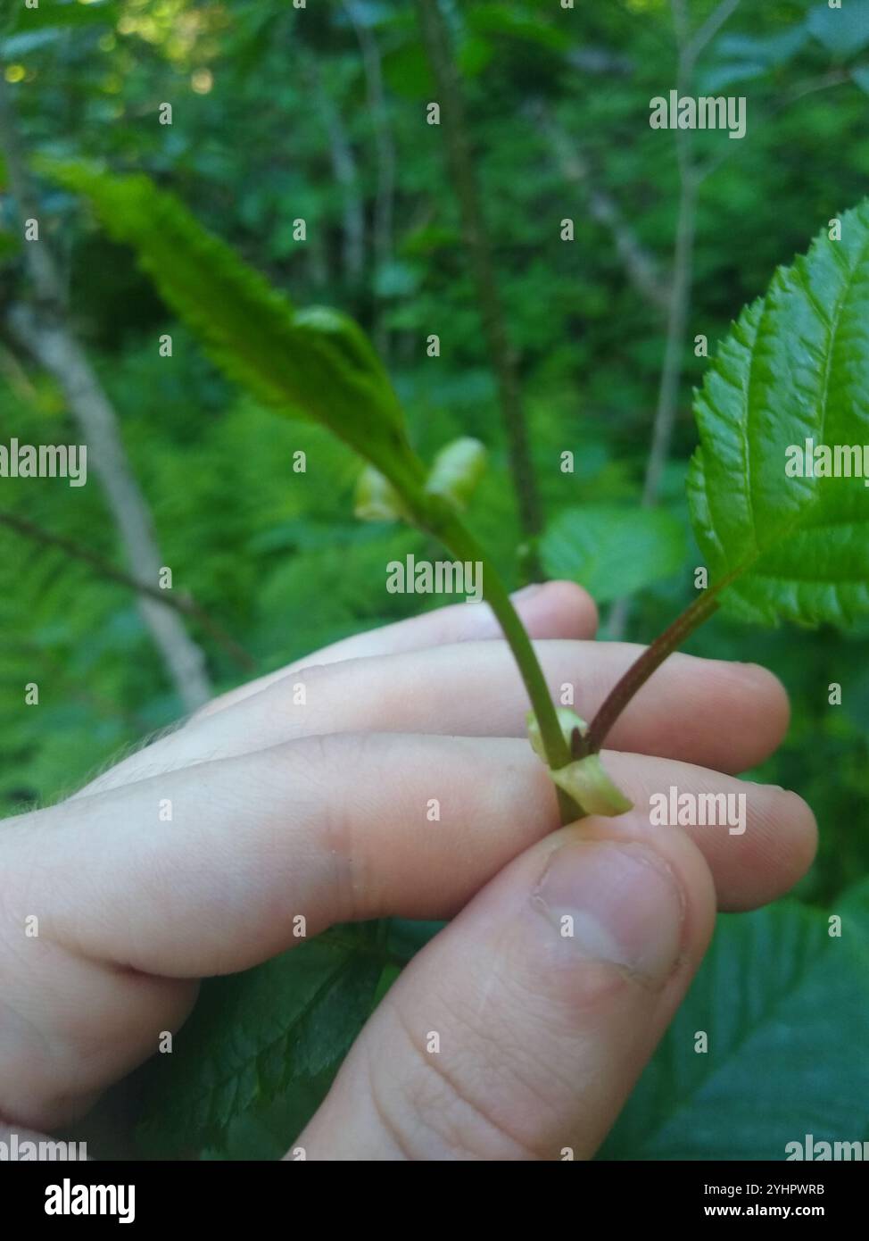 green alder (Alnus alnobetula Stock Photo - Alamy