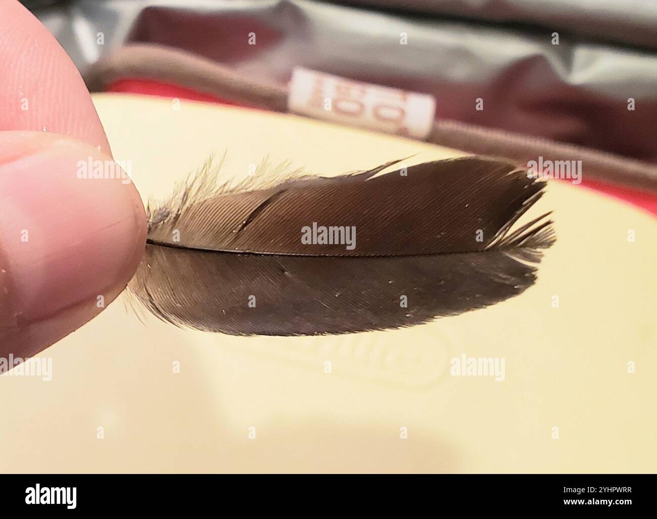 New World Blackbirds and Orioles (Icteridae Stock Photo - Alamy