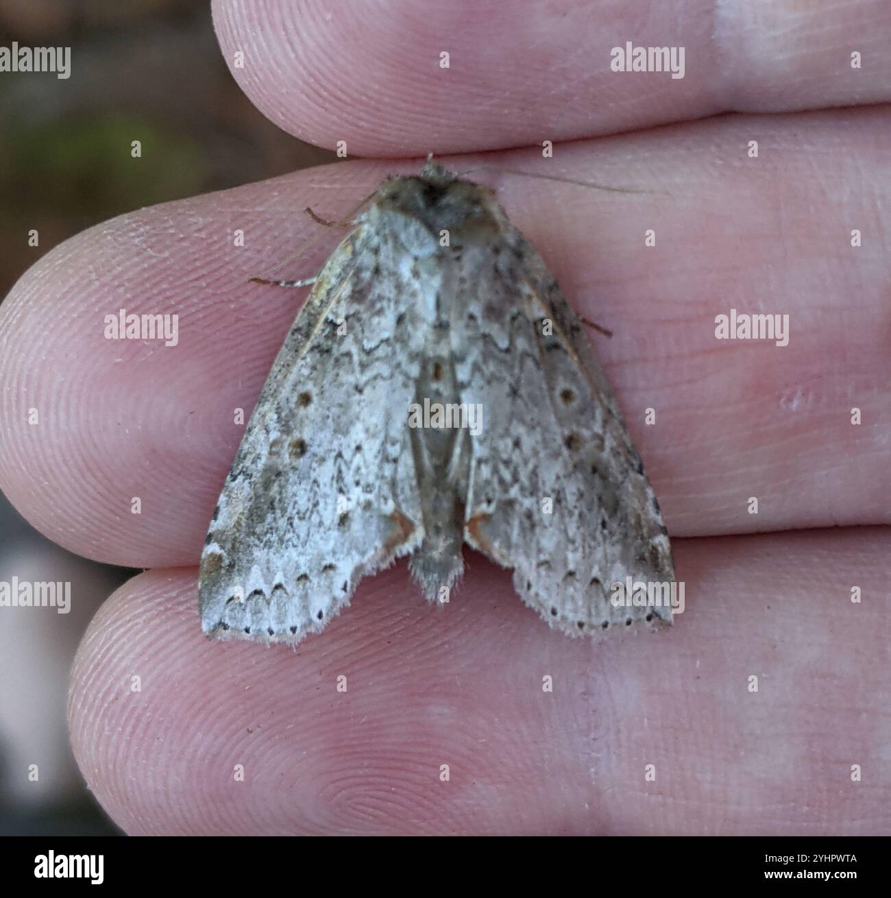 Tufted Thyatirine Moth (Pseudothyatira cymatophoroides Stock Photo - Alamy