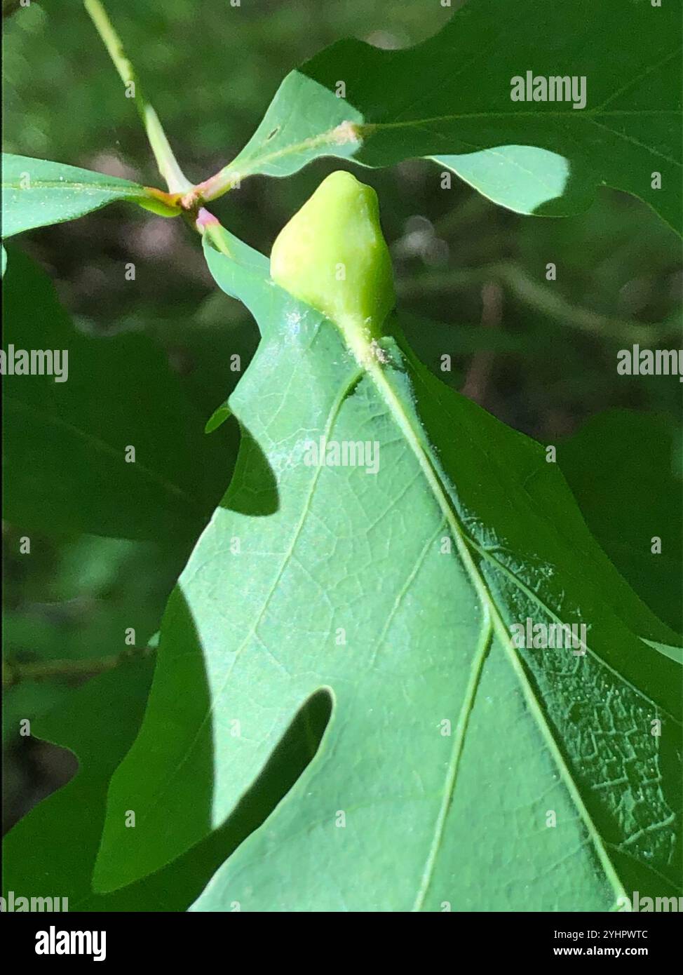 white oak (Quercus alba Stock Photo - Alamy