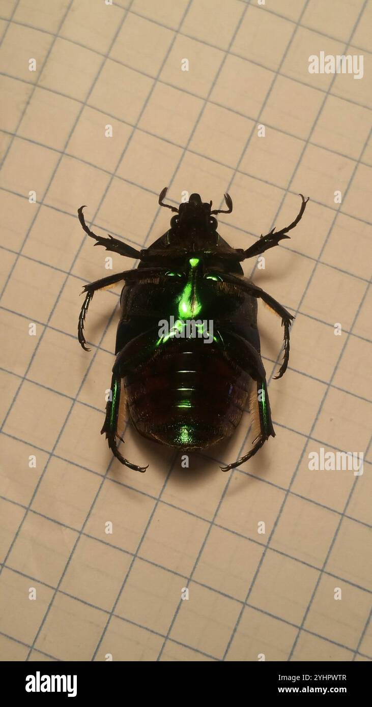Figeater Beetle (Cotinis mutabilis Stock Photo - Alamy