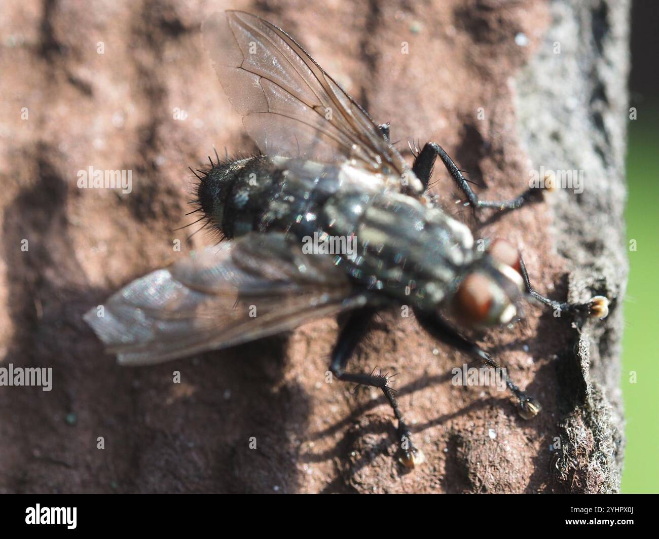 Common Flesh Flies (Sarcophaga Stock Photo - Alamy