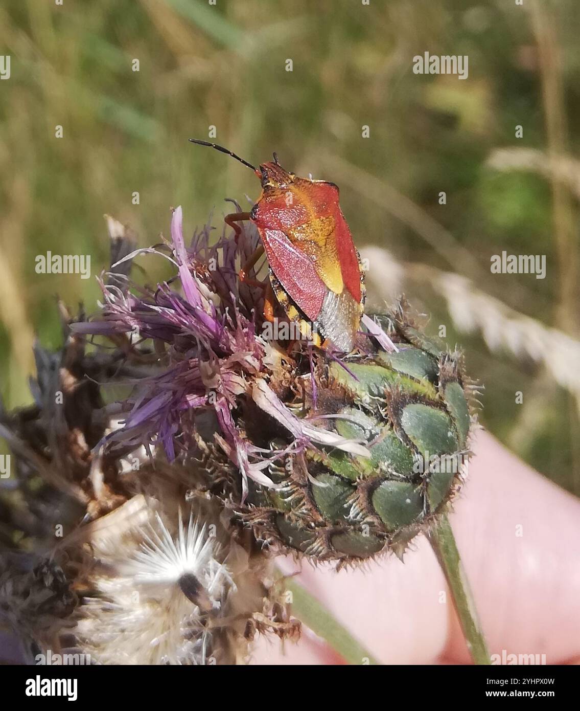 Black-shouldered Shieldbug (Carpocoris purpureipennis Stock Photo - Alamy