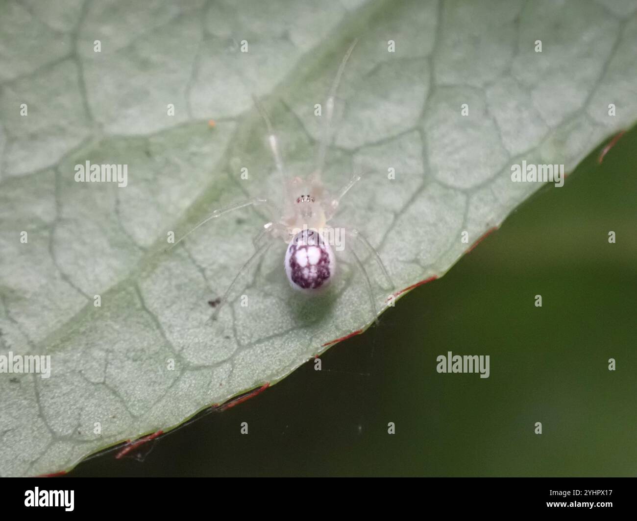 Comb-footed Spiders (Theridiidae Stock Photo - Alamy
