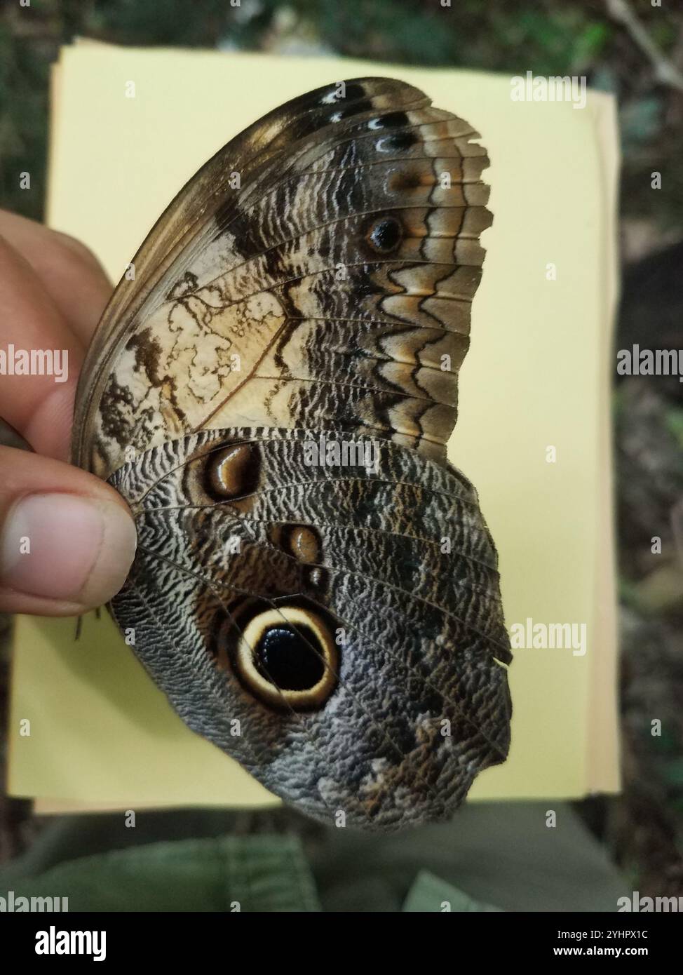 Telamonius hi-res stock photography and images - Alamy
