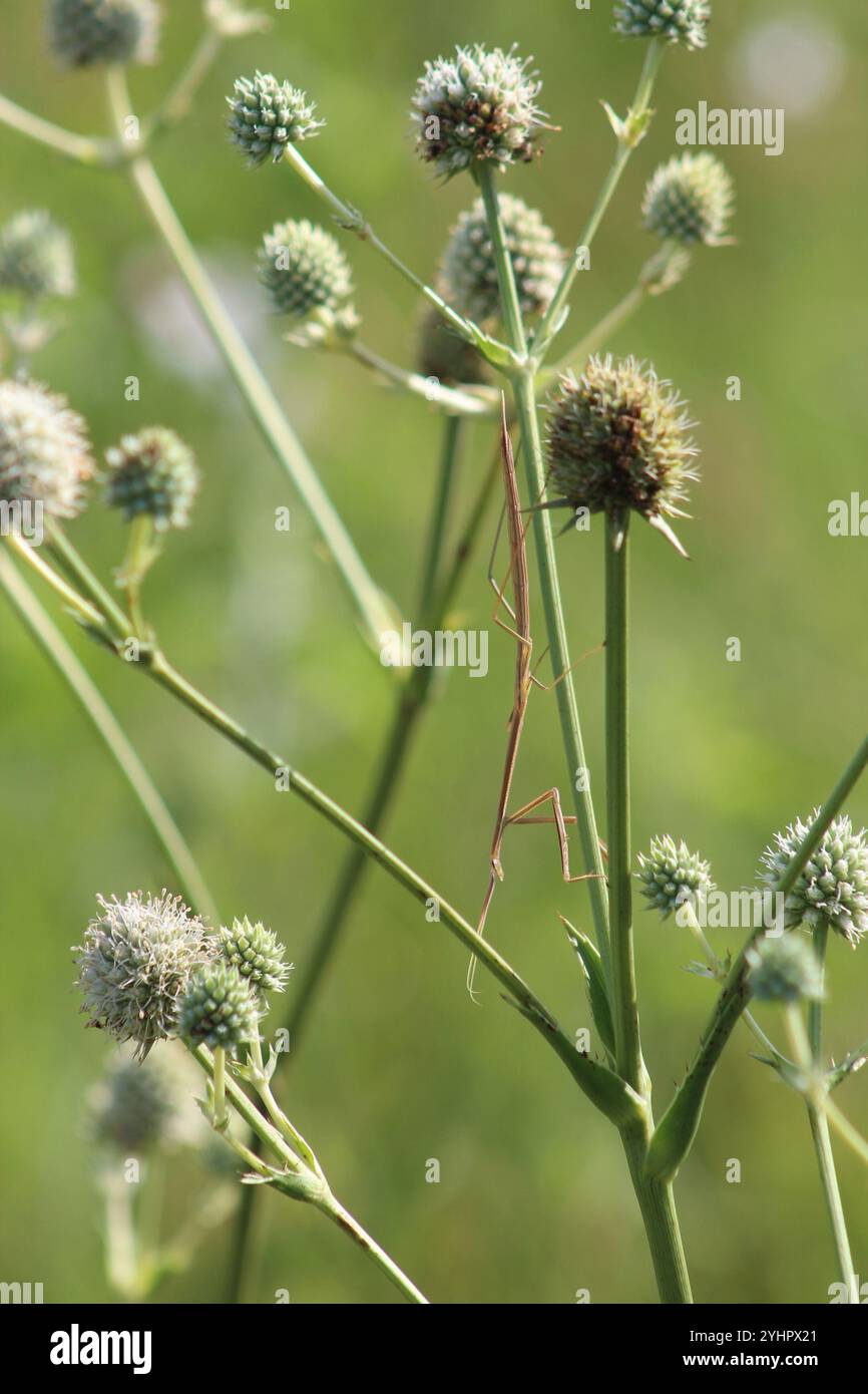 American Grass Mantis (Thesprotia graminis Stock Photo - Alamy