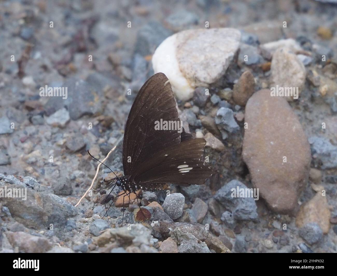 Common Raven Butterfly (Papilio castor Stock Photo - Alamy