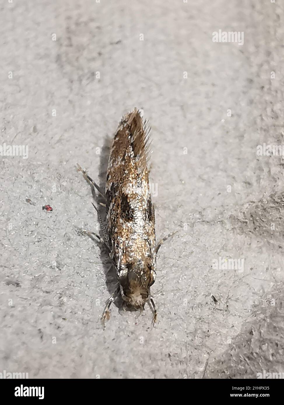 Nemapogon cloacella hi-res stock photography and images - Alamy
