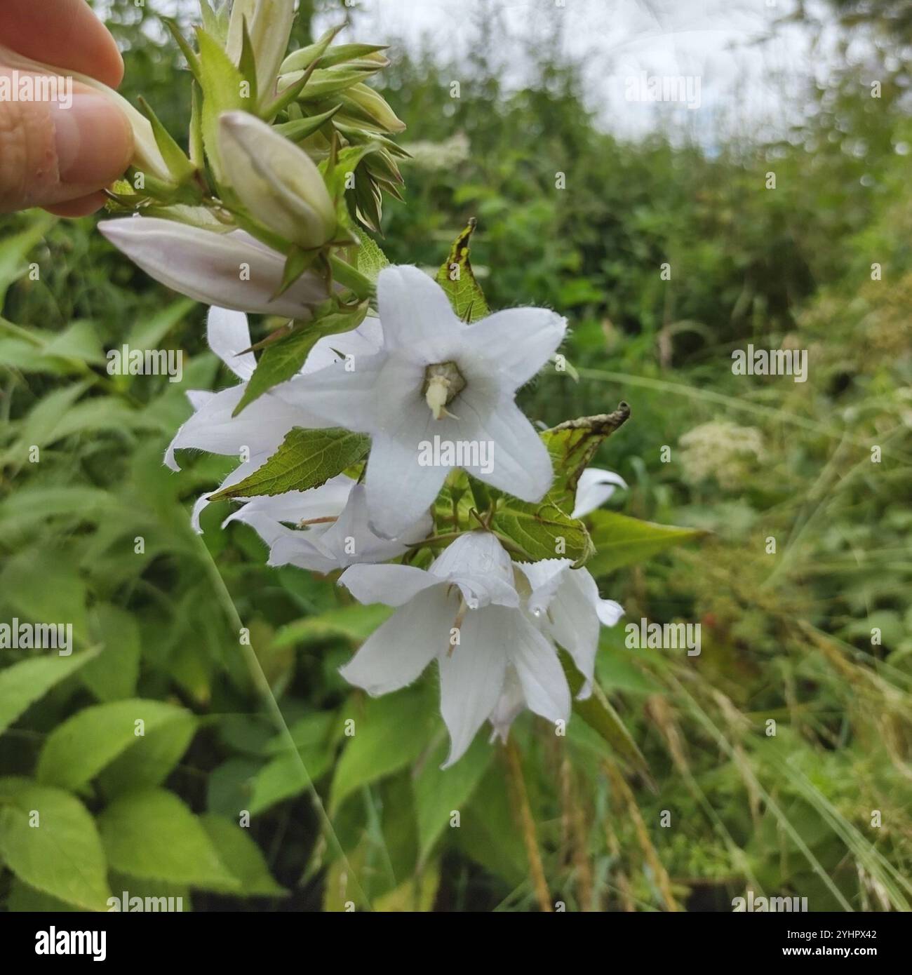 Giant Bellflower (Campanula latifolia Stock Photo - Alamy