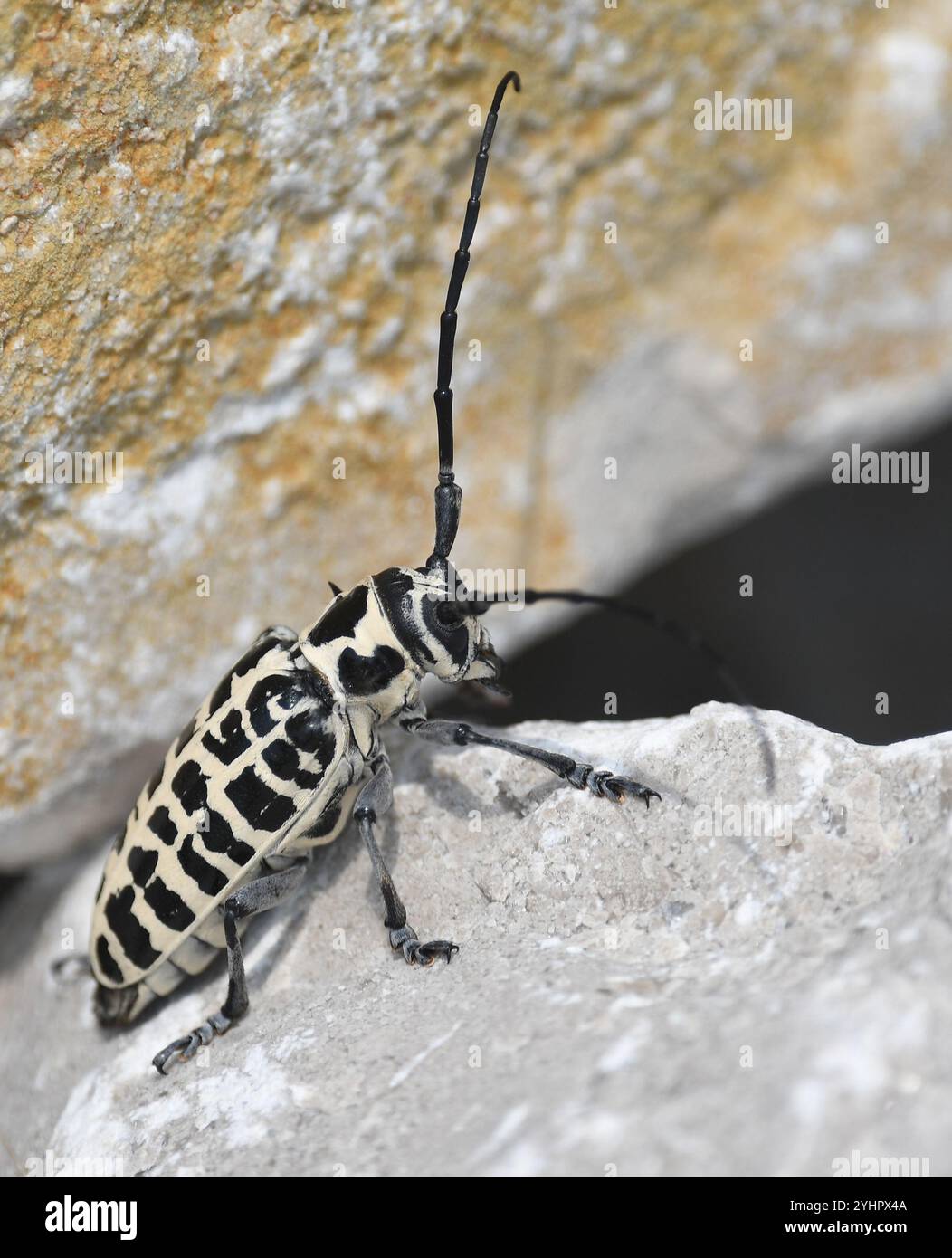 Cottonwood Borer (Plectrodera scalator Stock Photo - Alamy