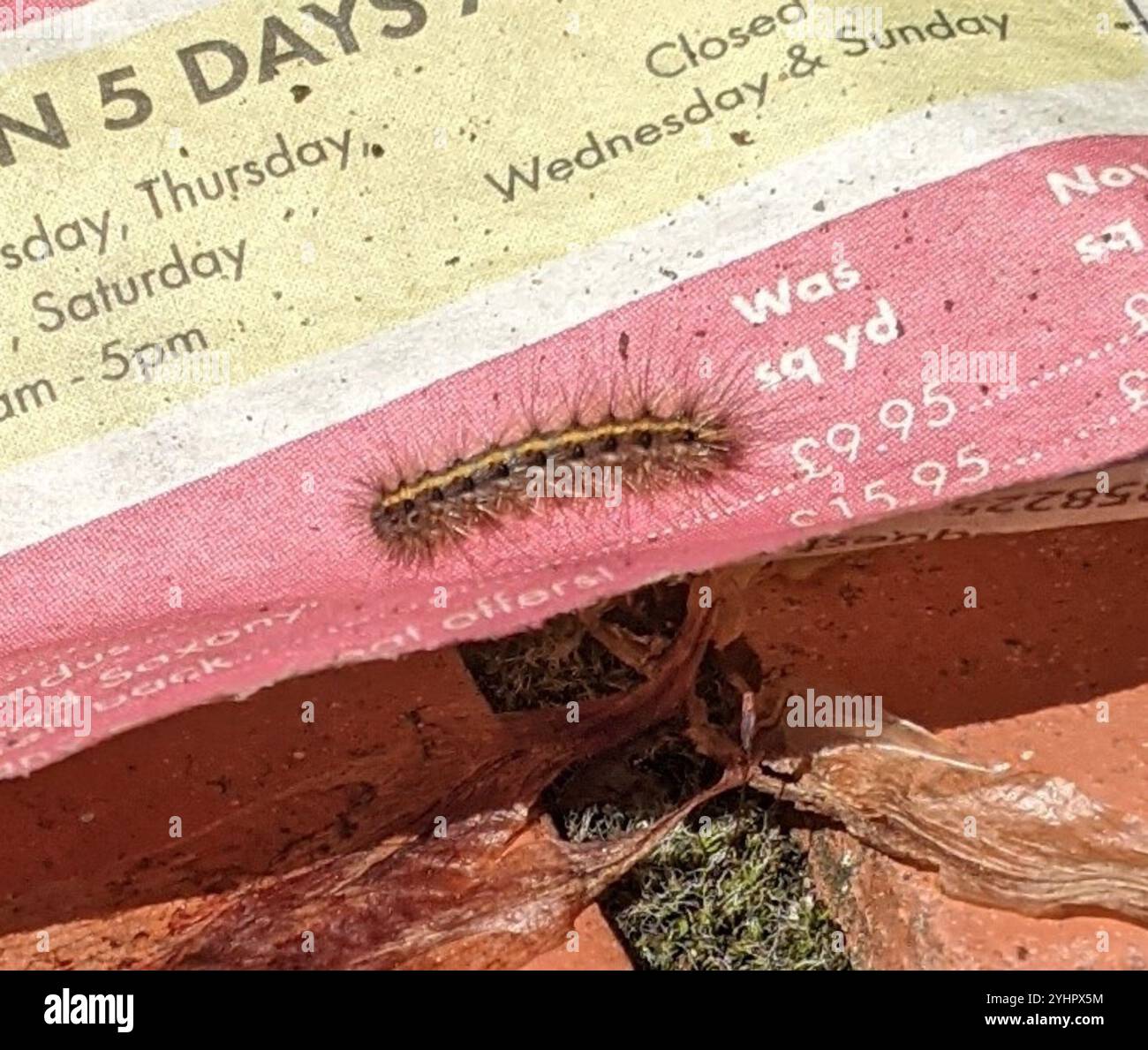Underwing, Tiger, Tussock, and Allied Moths (Erebidae Stock Photo - Alamy