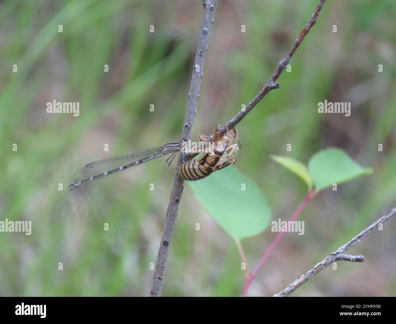 Salmonfly Cicada (Platypedia areolata Stock Photo - Alamy
