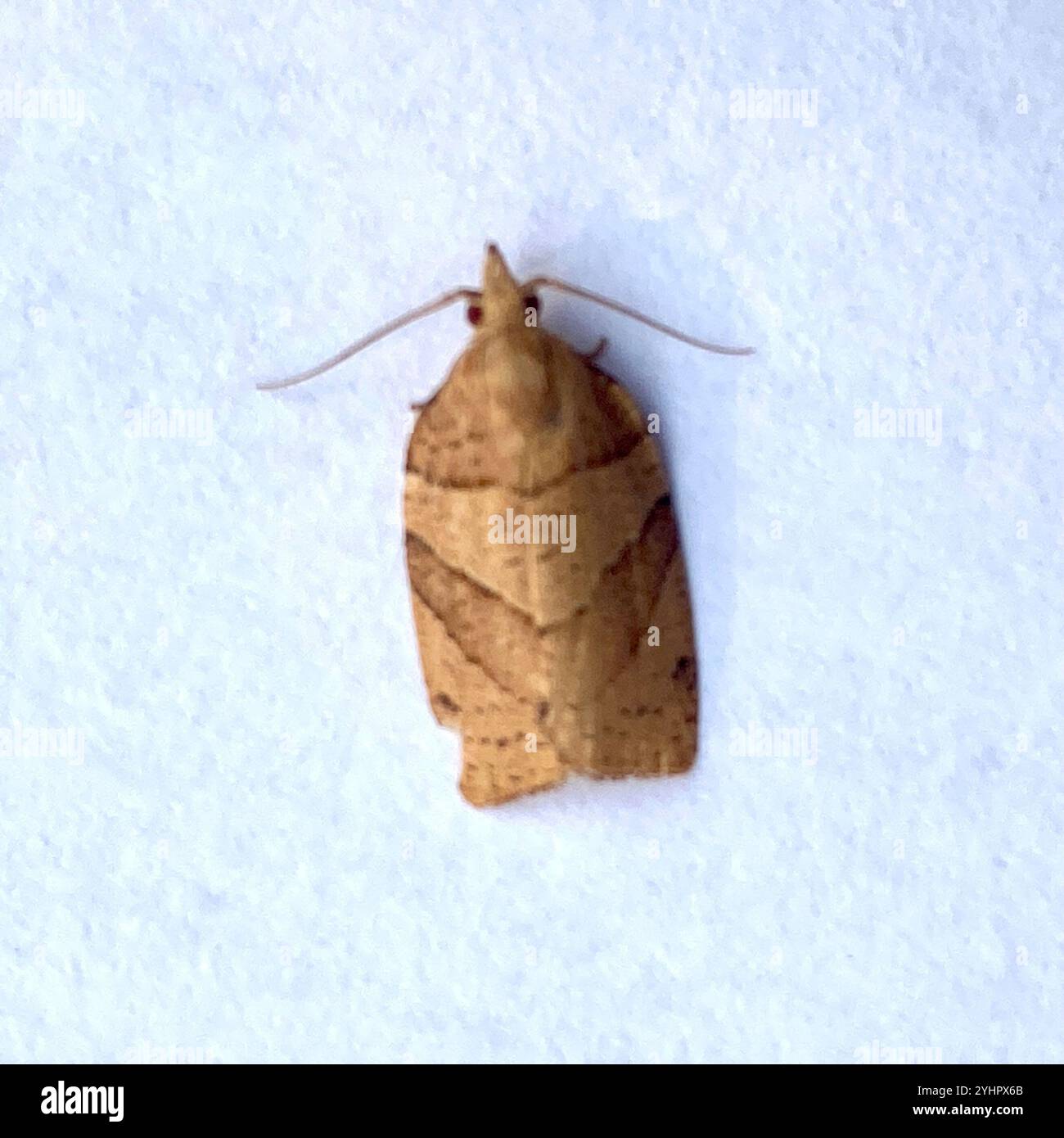 Woodgrain Leafroller Moth (Pandemis lamprosana Stock Photo - Alamy