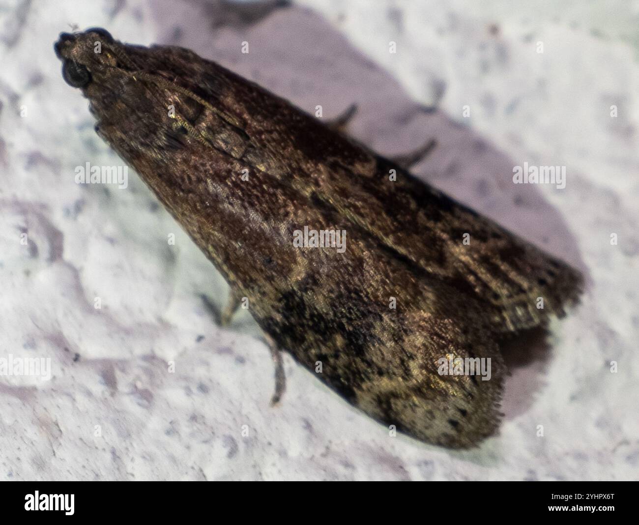 American Plum Borer Moth (Euzophera semifuneralis Stock Photo - Alamy