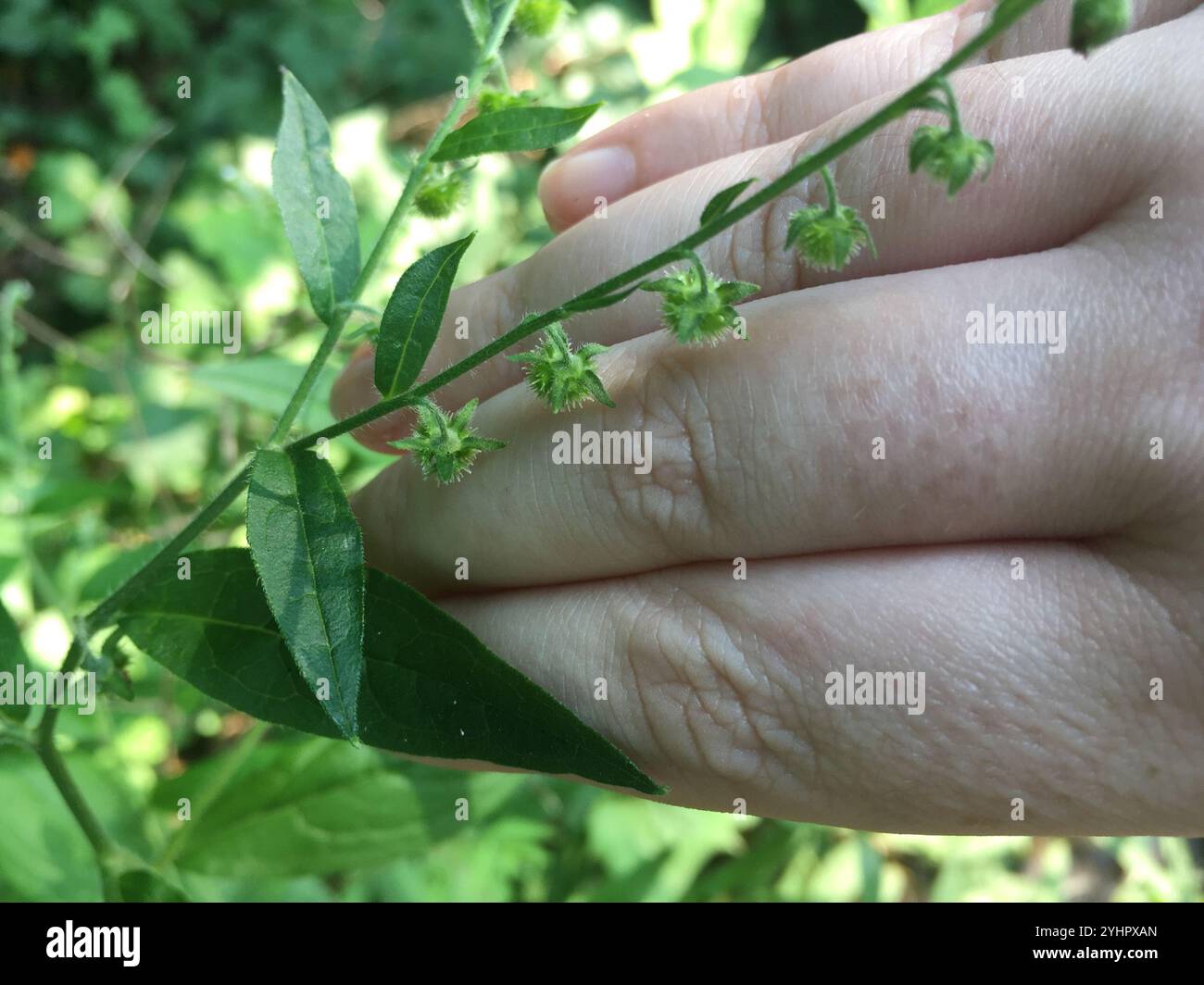 virginia stickseed (Hackelia virginiana Stock Photo - Alamy