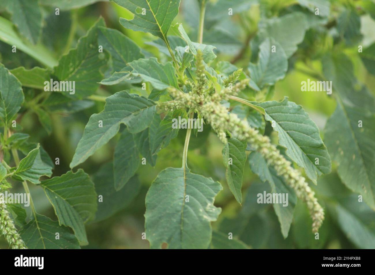 spiny amaranth (Amaranthus spinosus Stock Photo - Alamy